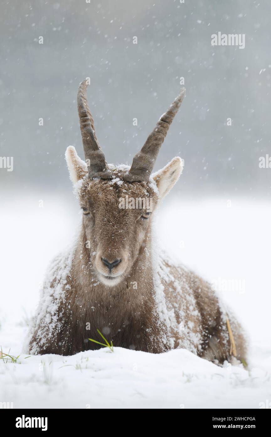 Capra ibex lie down hi-res stock photography and images - Alamy