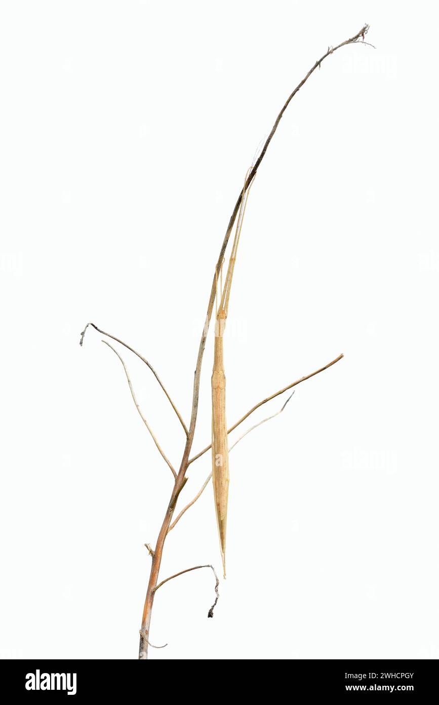 Winged insects Cut Out Stock Images & Pictures - Alamy