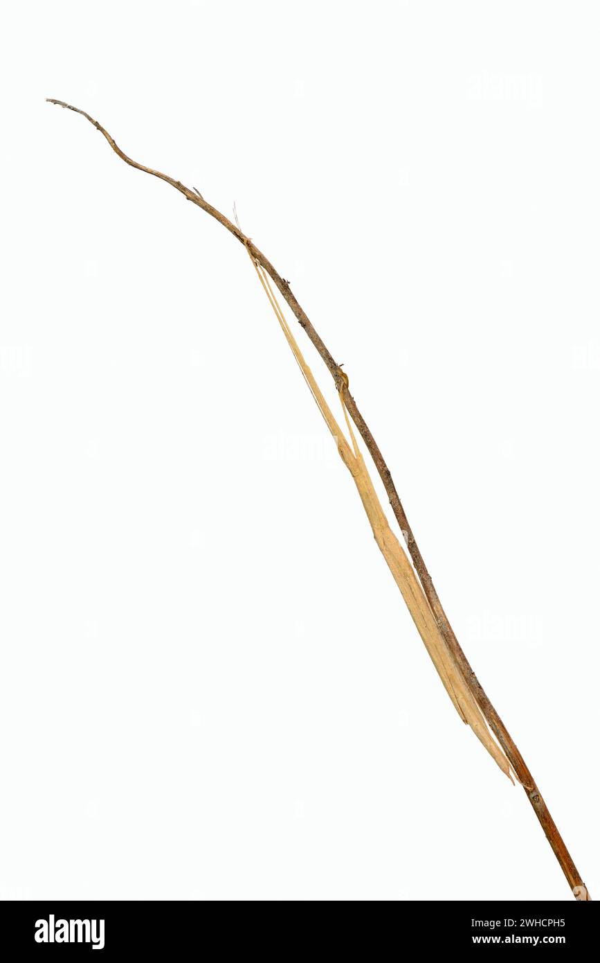 Pink winged stick insect (Sipyloidea sipylus Stock Photo - Alamy