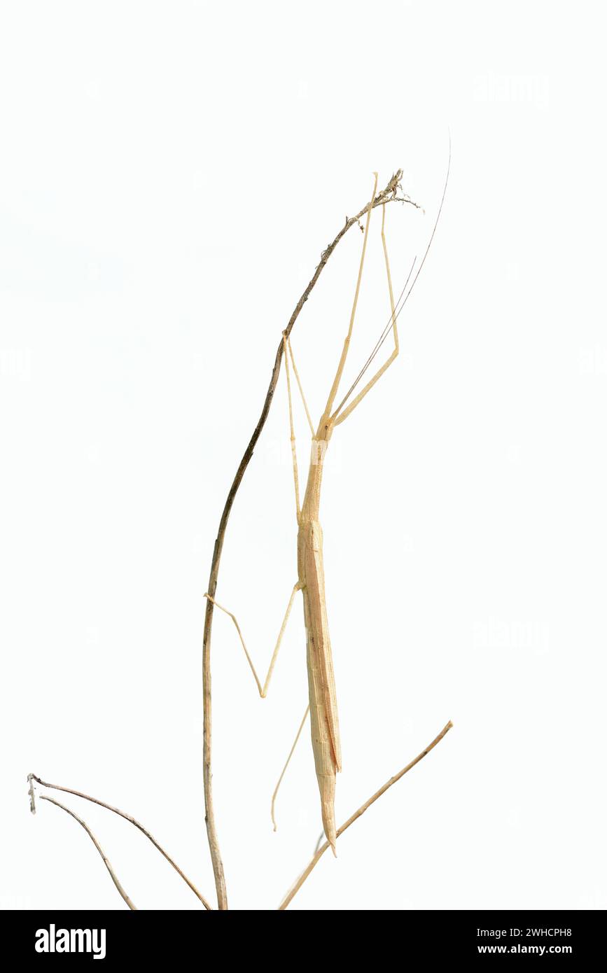 Pink winged stick insect (Sipyloidea sipylus Stock Photo - Alamy