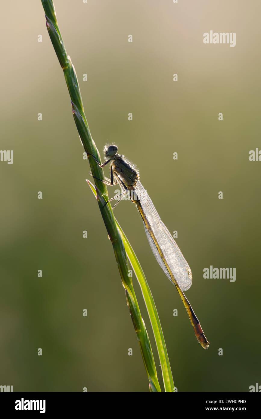 Large damselfly (Ischnura elegans), male in backlight, North Rhine ...