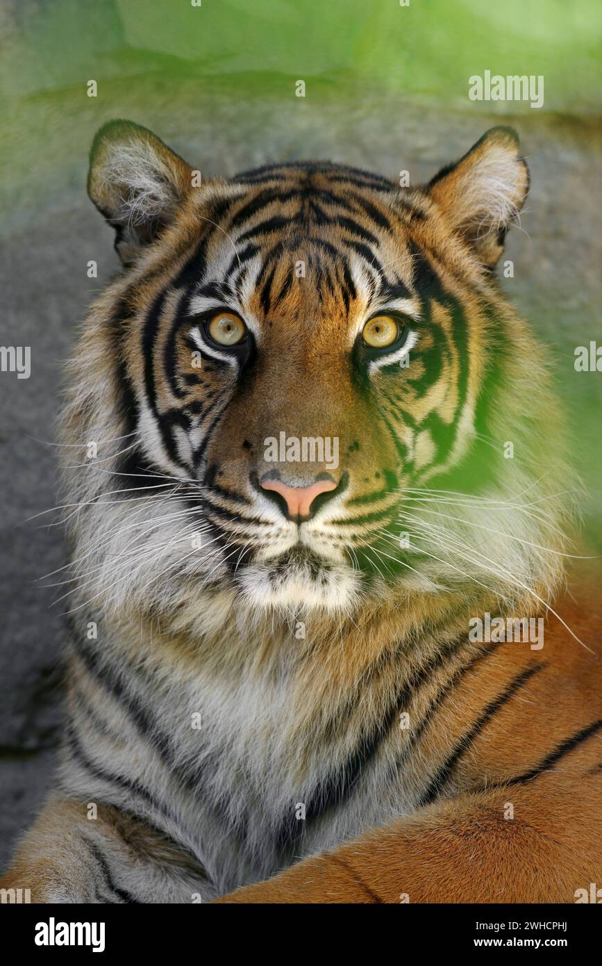 Sumatran tiger (Panthera tigris sumatrae), portrait, occurrence on ...