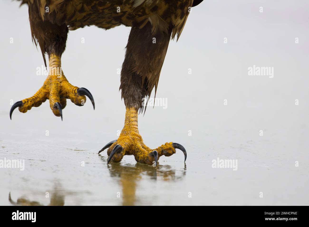 Eagle feet hi-res stock photography and images - Alamy