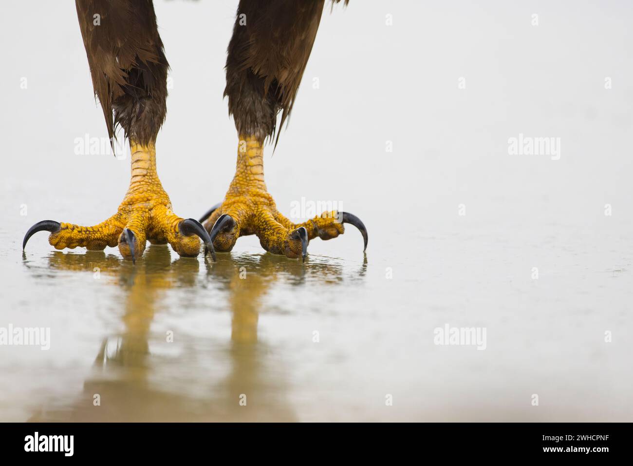 Eagle feet hi-res stock photography and images - Alamy