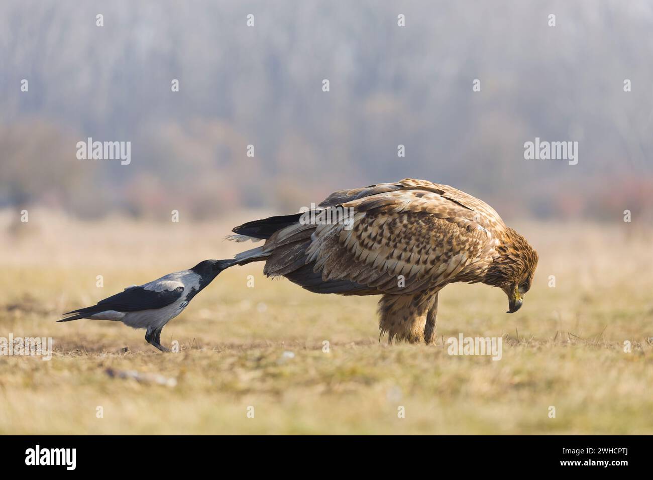 Hooded crow Corvus cornix, adult pulling at tail of White-tailed eagle ...
