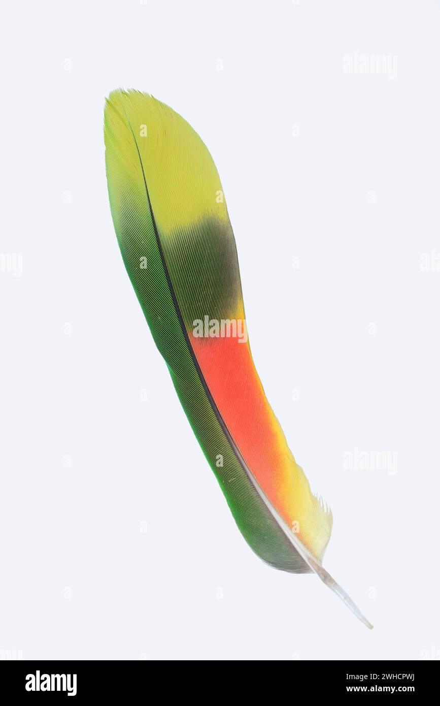 Yellow-headed Amazon (Amazona oratrix), feather Stock Photo - Alamy