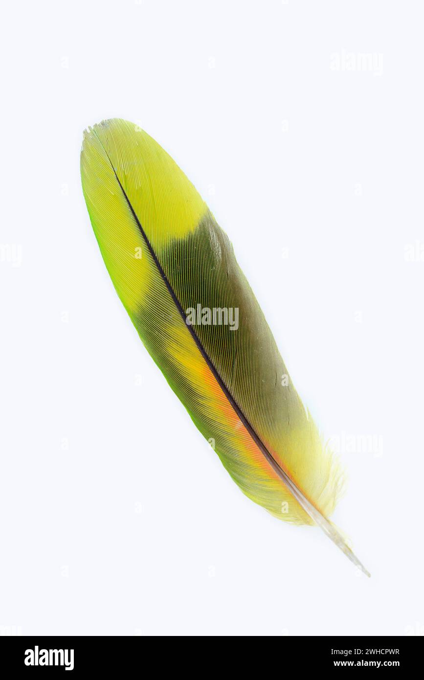Yellow-headed Amazon (Amazona oratrix), feather Stock Photo - Alamy