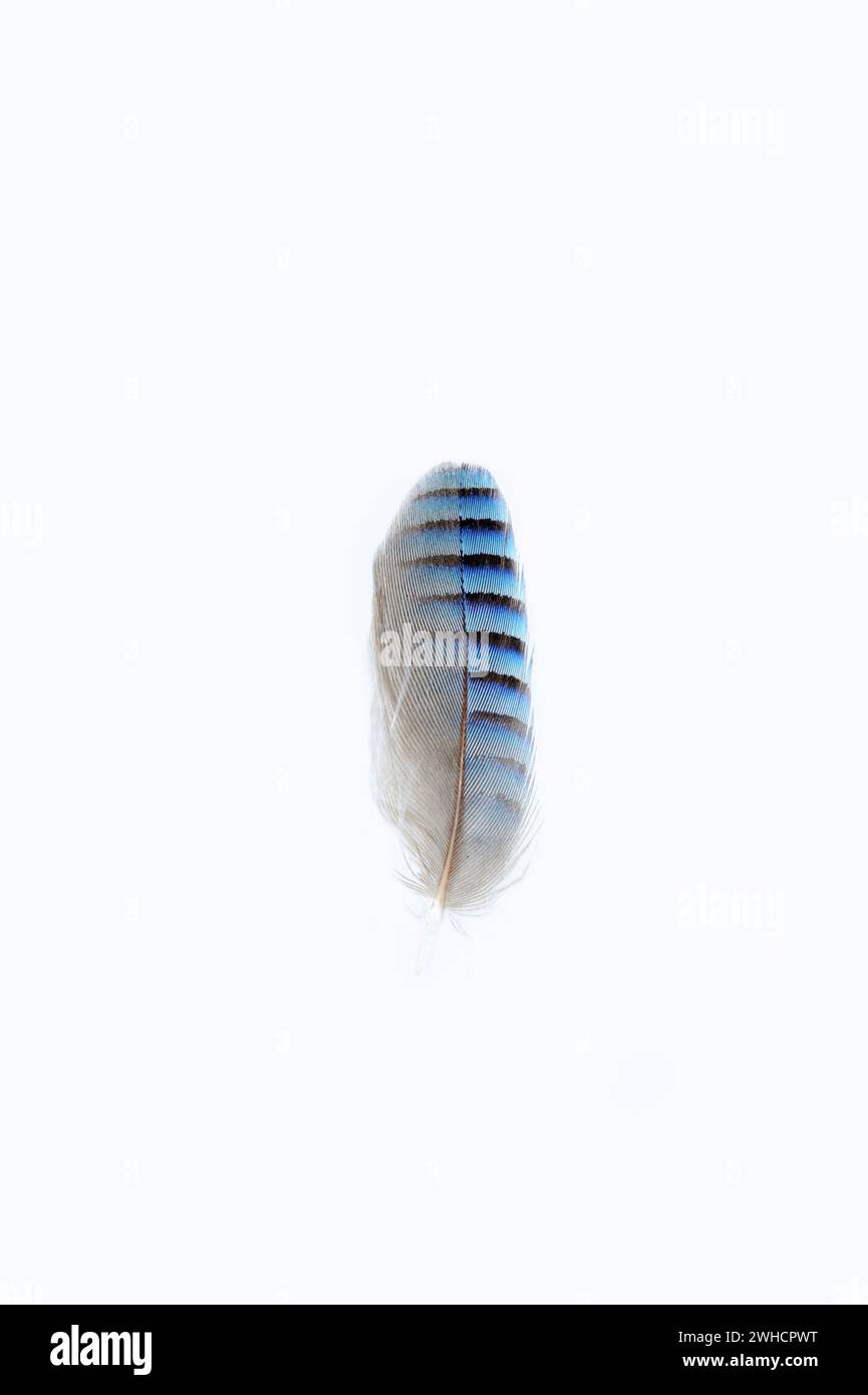 Eurasian jay (Garrulus glandarius), feather of the hand coverts Stock ...