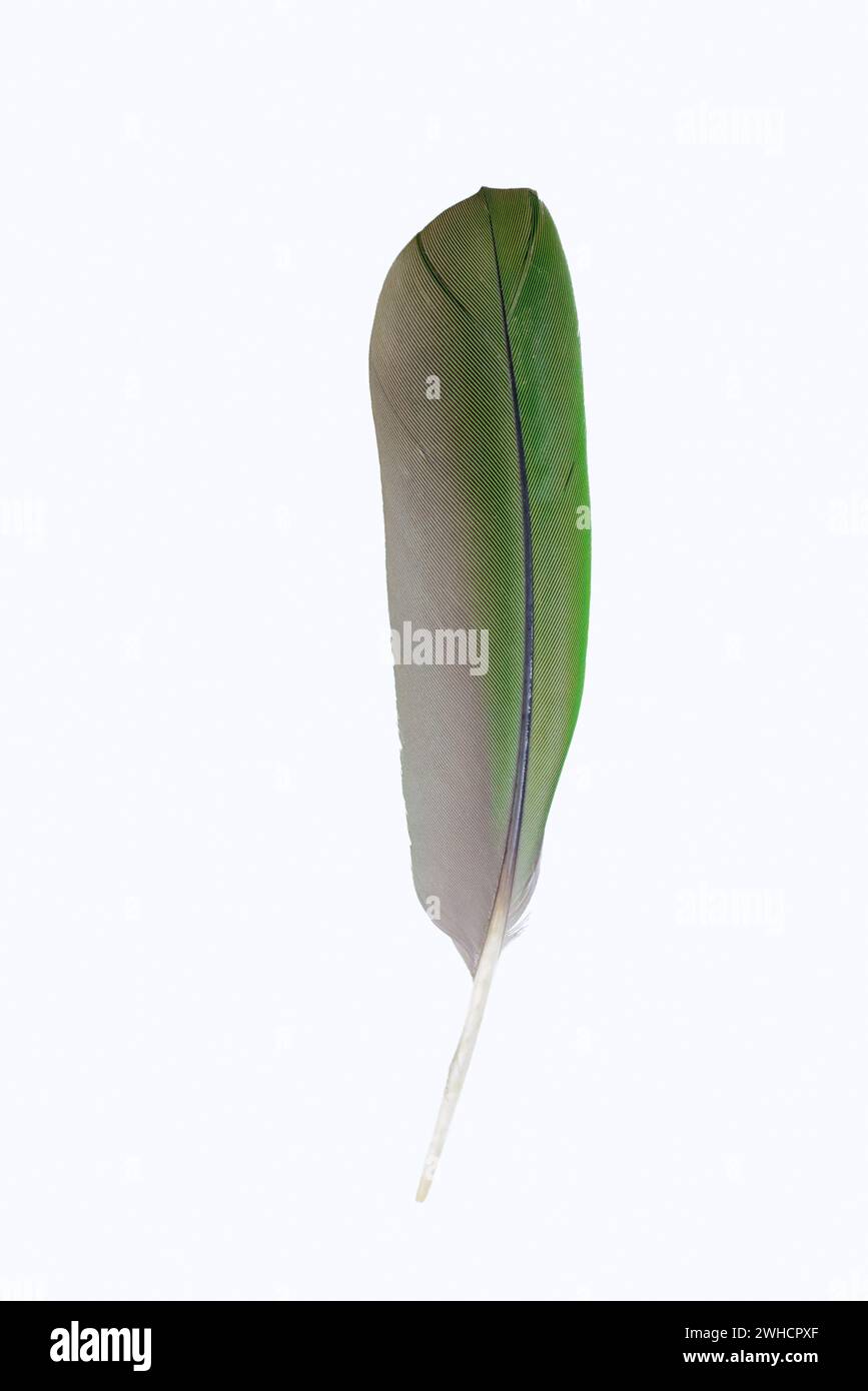 Yellow-headed Amazon (Amazona oratrix), feather Stock Photo - Alamy