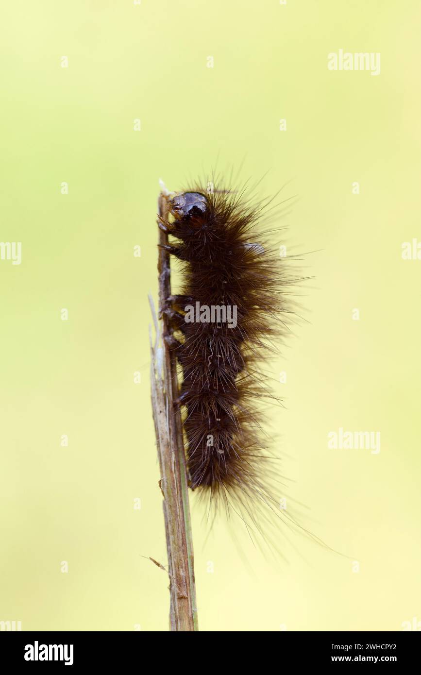 water ermine (Spilosoma urticae), caterpillar, North Rhine-Westphalia ...