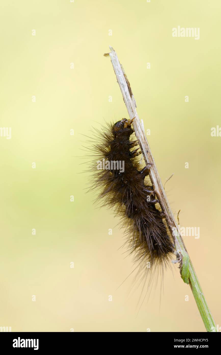 water ermine (Spilosoma urticae), caterpillar, North Rhine-Westphalia ...