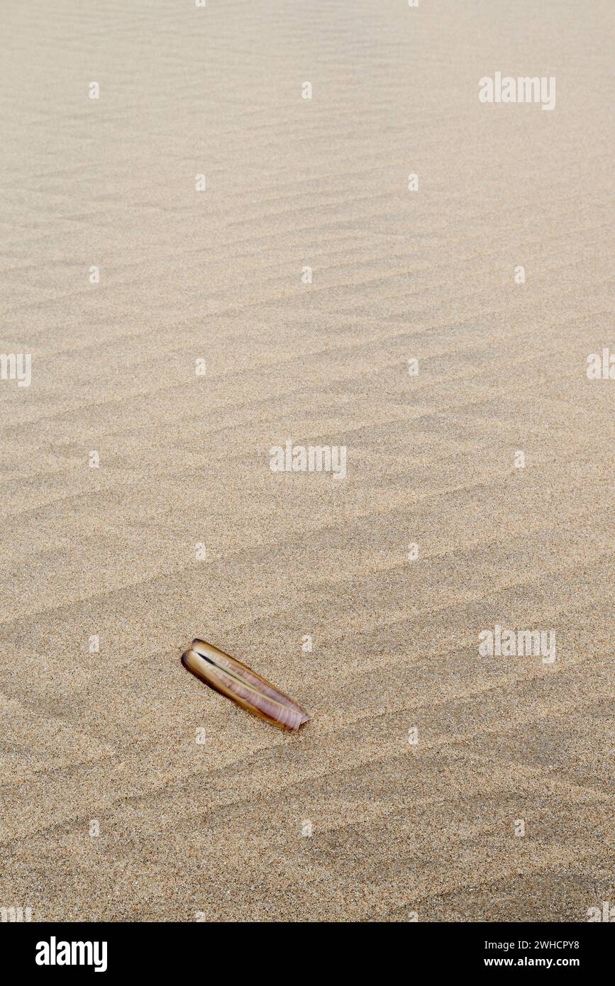 American razor clam (Ensis directus), mussel shell on the beach, North ...