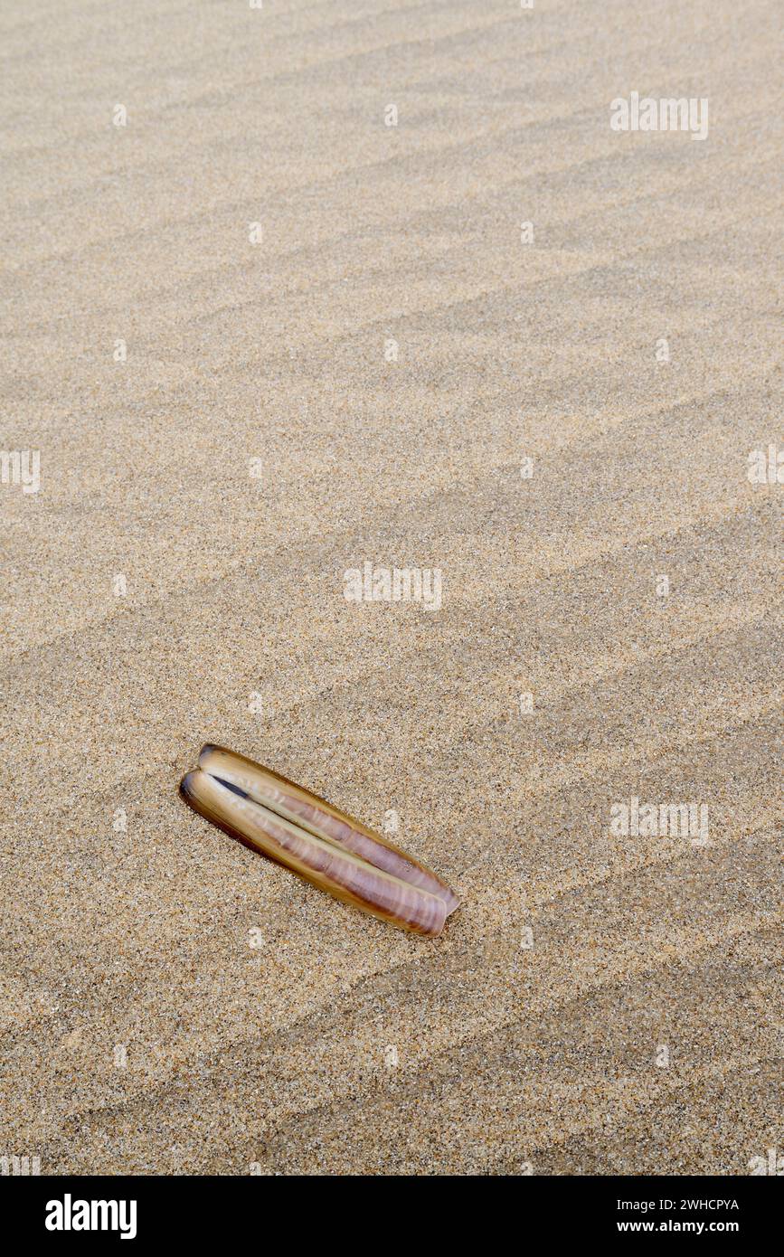 American razor clam ensis directus hi-res stock photography and images ...