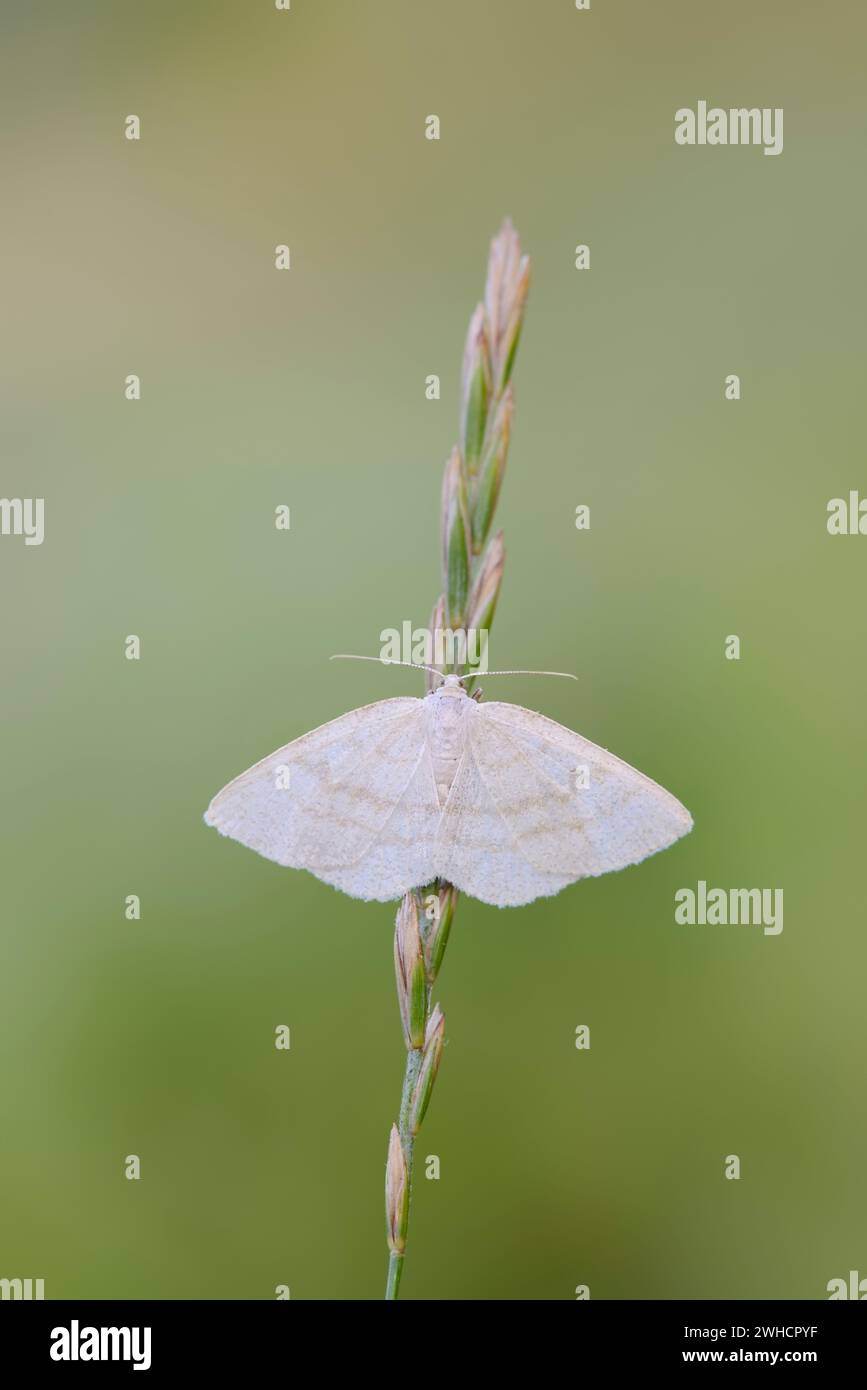 common white wave moth (Cabera pusaria), female, North Rhine-Westphalia ...