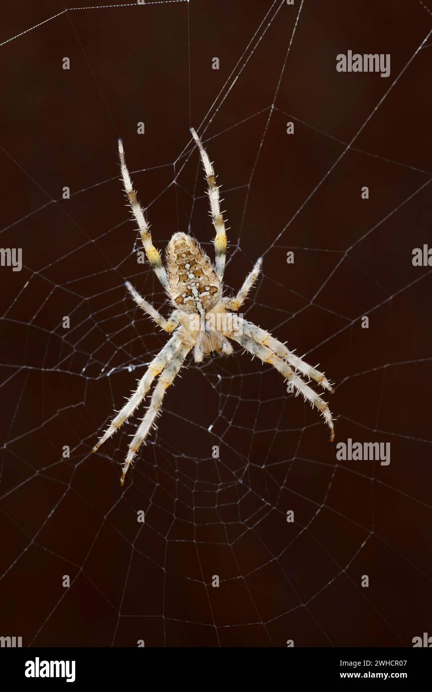 Garden cross spider (Araneus diadematus), female in web, North Rhine ...