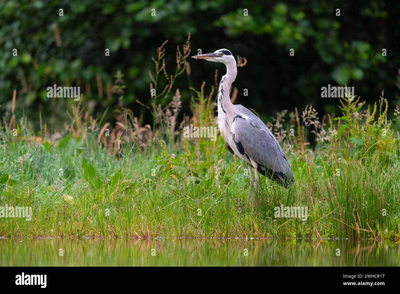 Grey heron (Ardea cinerea) on the hunt, Aviemore, Scotland, Great ...