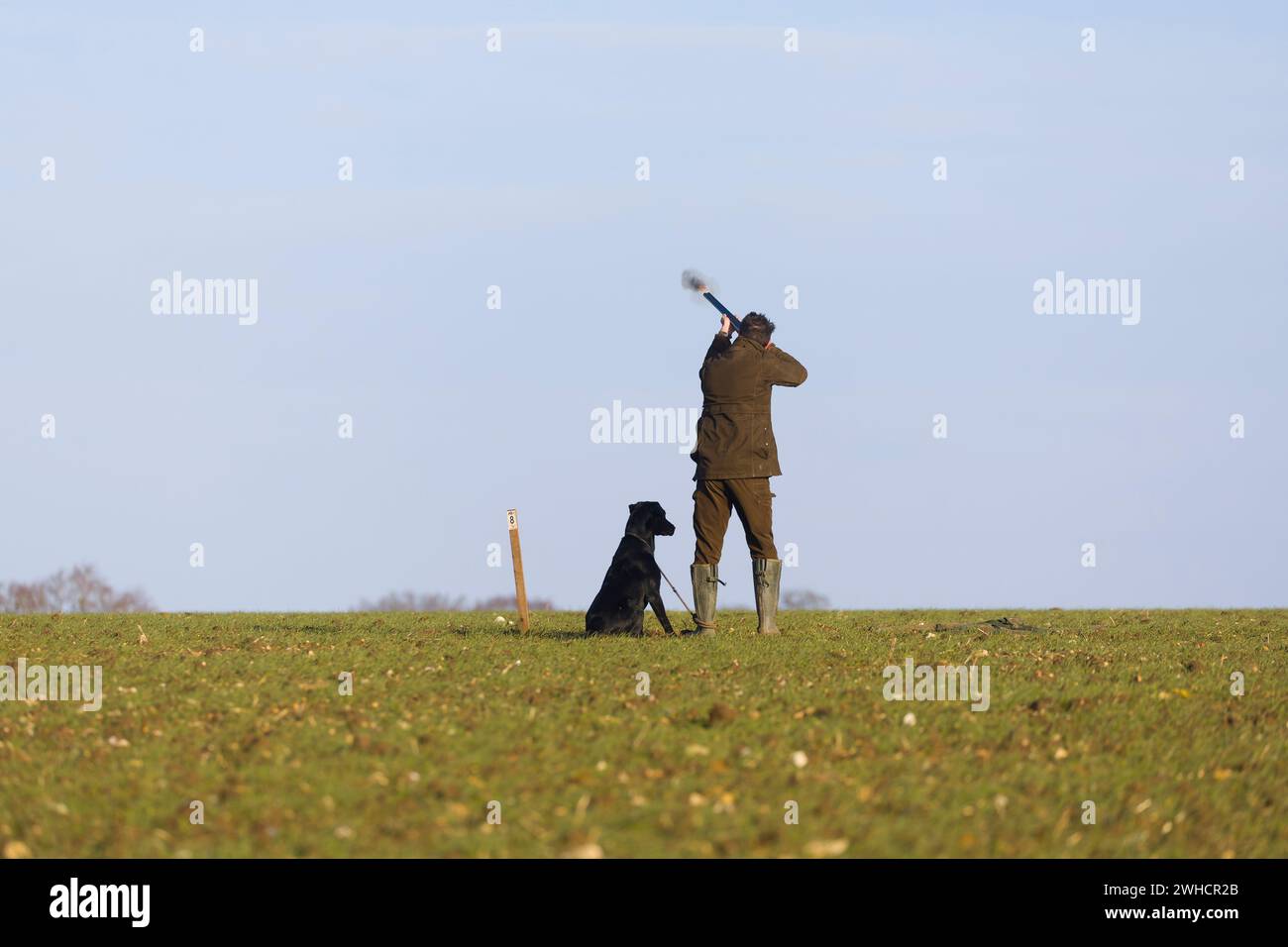 Man firing shotgun during game shoot with labrador retriever at feet ...