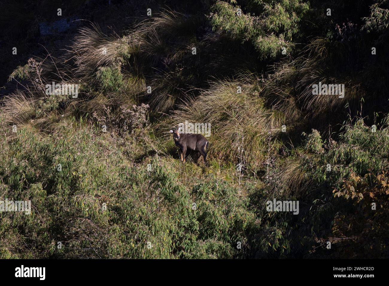 Himalayan brown goral, Nemorhaedus goral, goat herd , wild goat, Zuluk ...