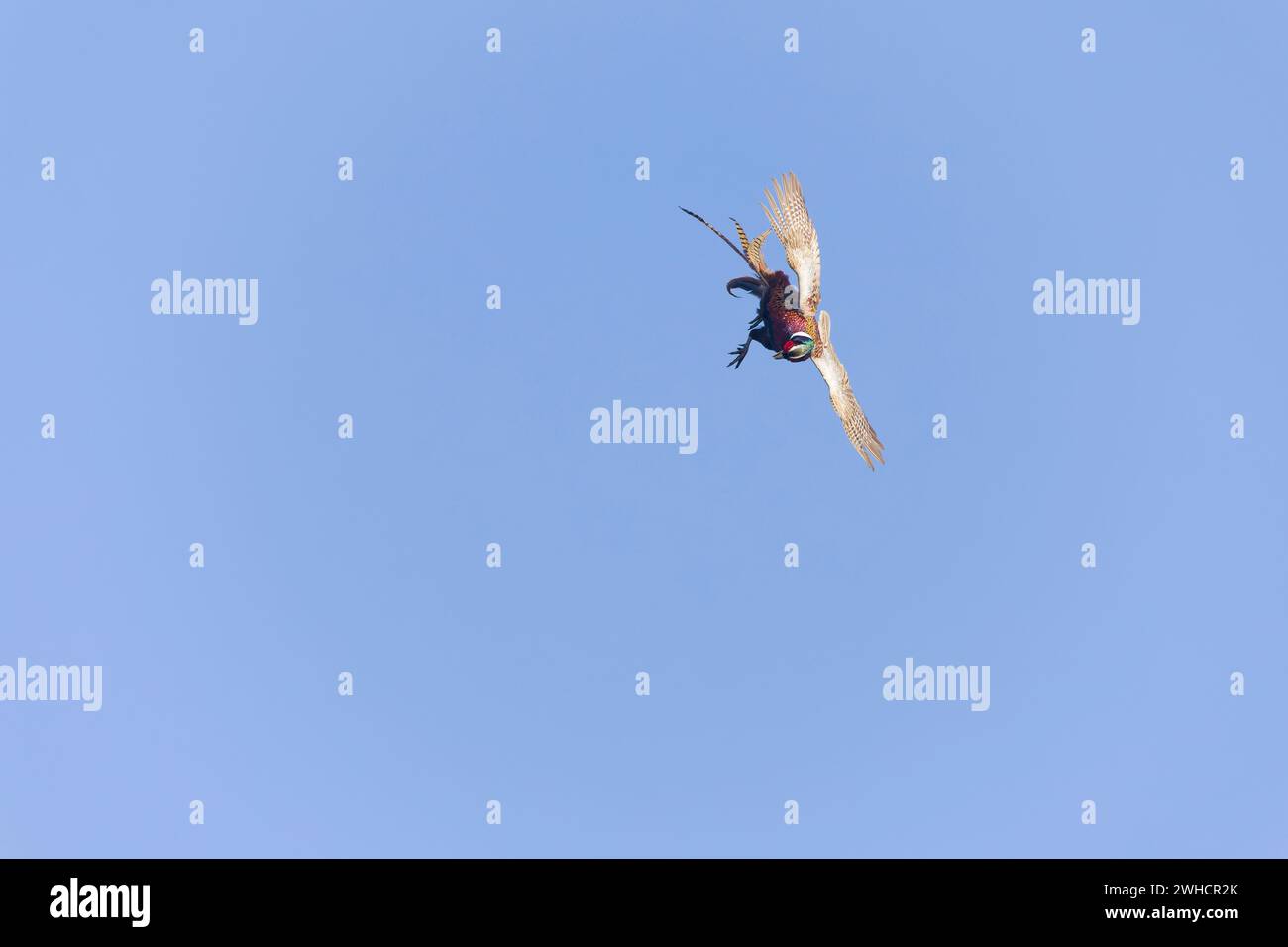 Common pheasant Phasianus colchicus, adult male falling, following ...