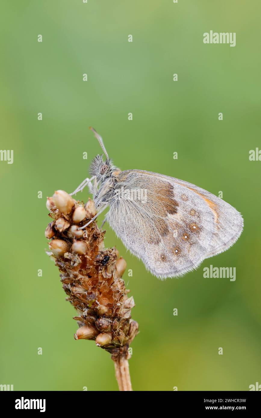 Small meadow butterfly or small hay butterfly (Coenonympha pamphilus ...