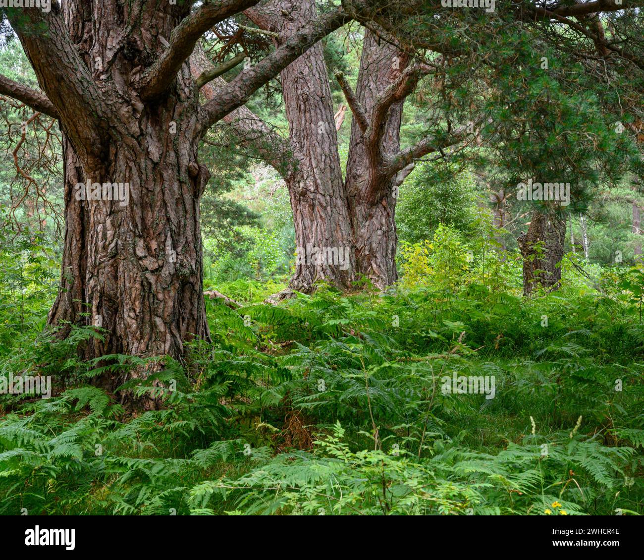 Forest with fern, Aviemore, Scotland, Great Britain Stock Photo - Alamy