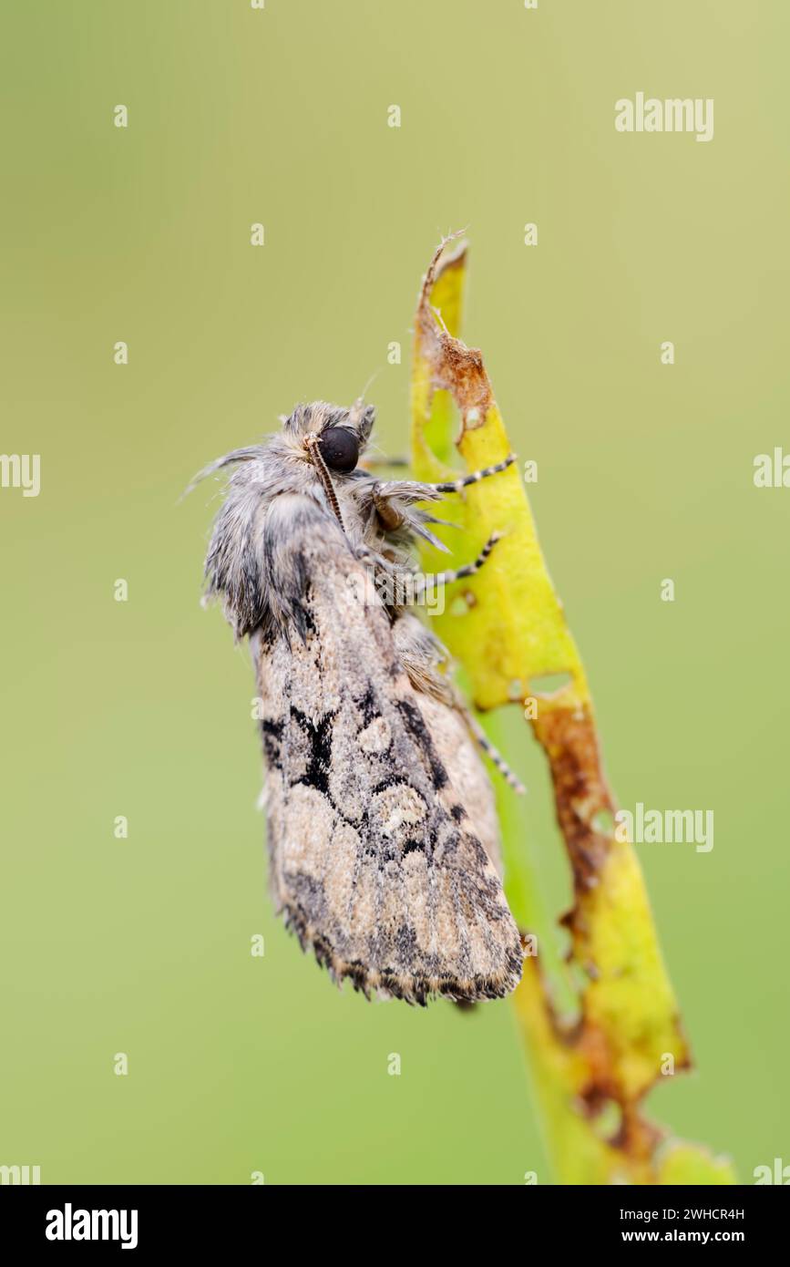 Clay colored grass root owl luperina testacea hi-res stock photography ...