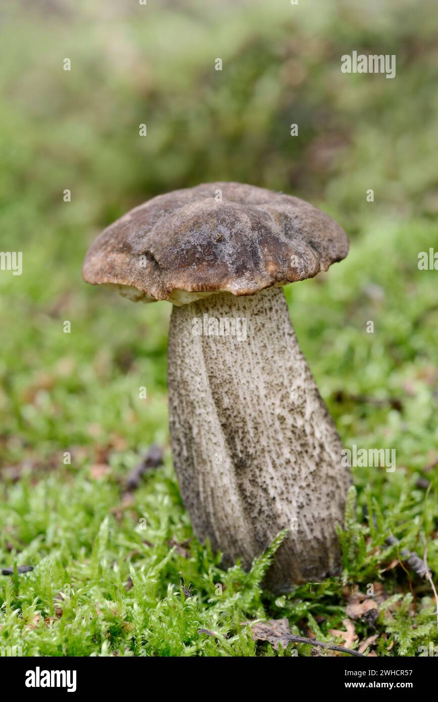 Common birch fungus (Leccinum scabrum, Boletus scaber), North Rhine ...