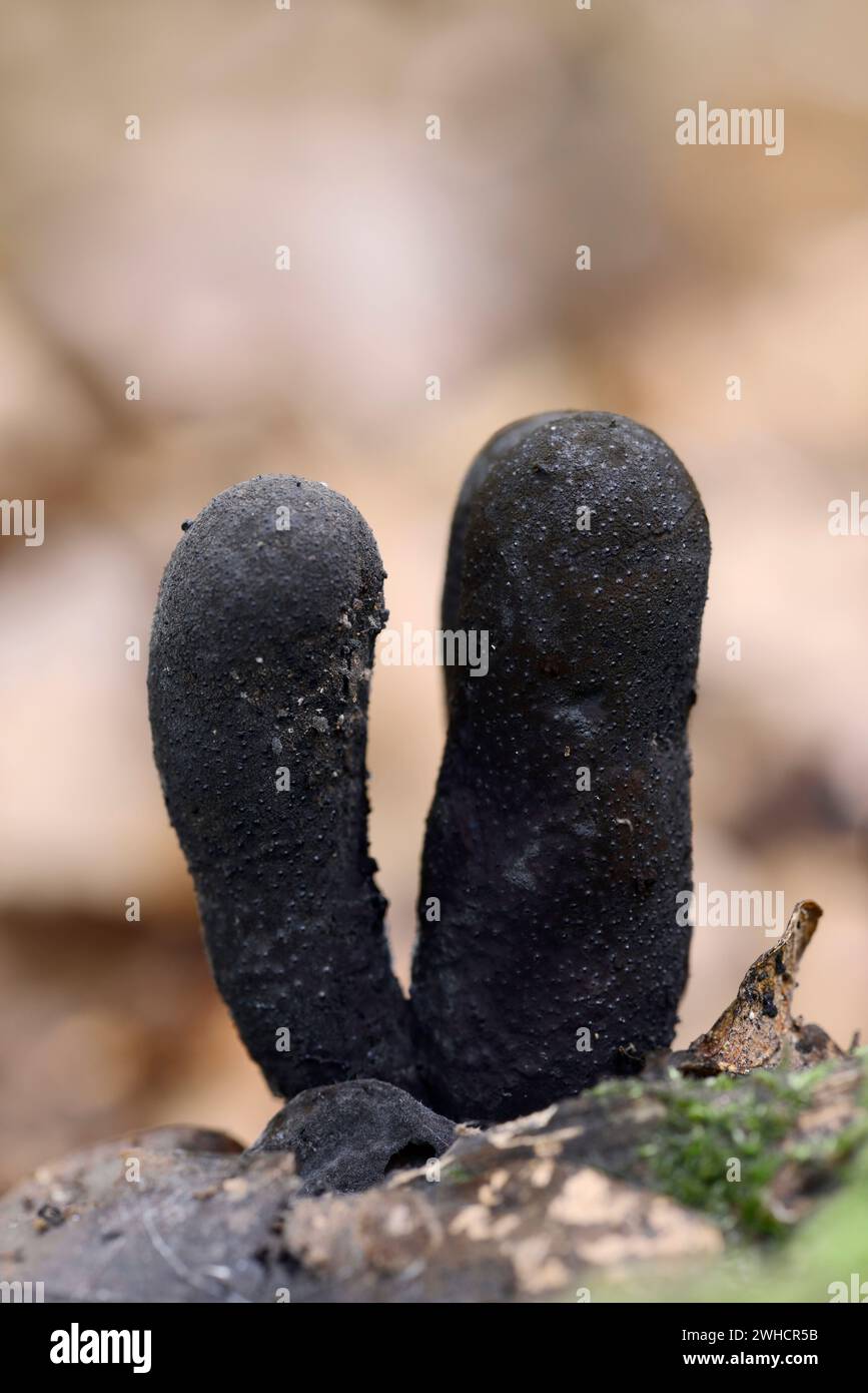 Black finger mushroom xylaria polymorpha hi-res stock photography and ...