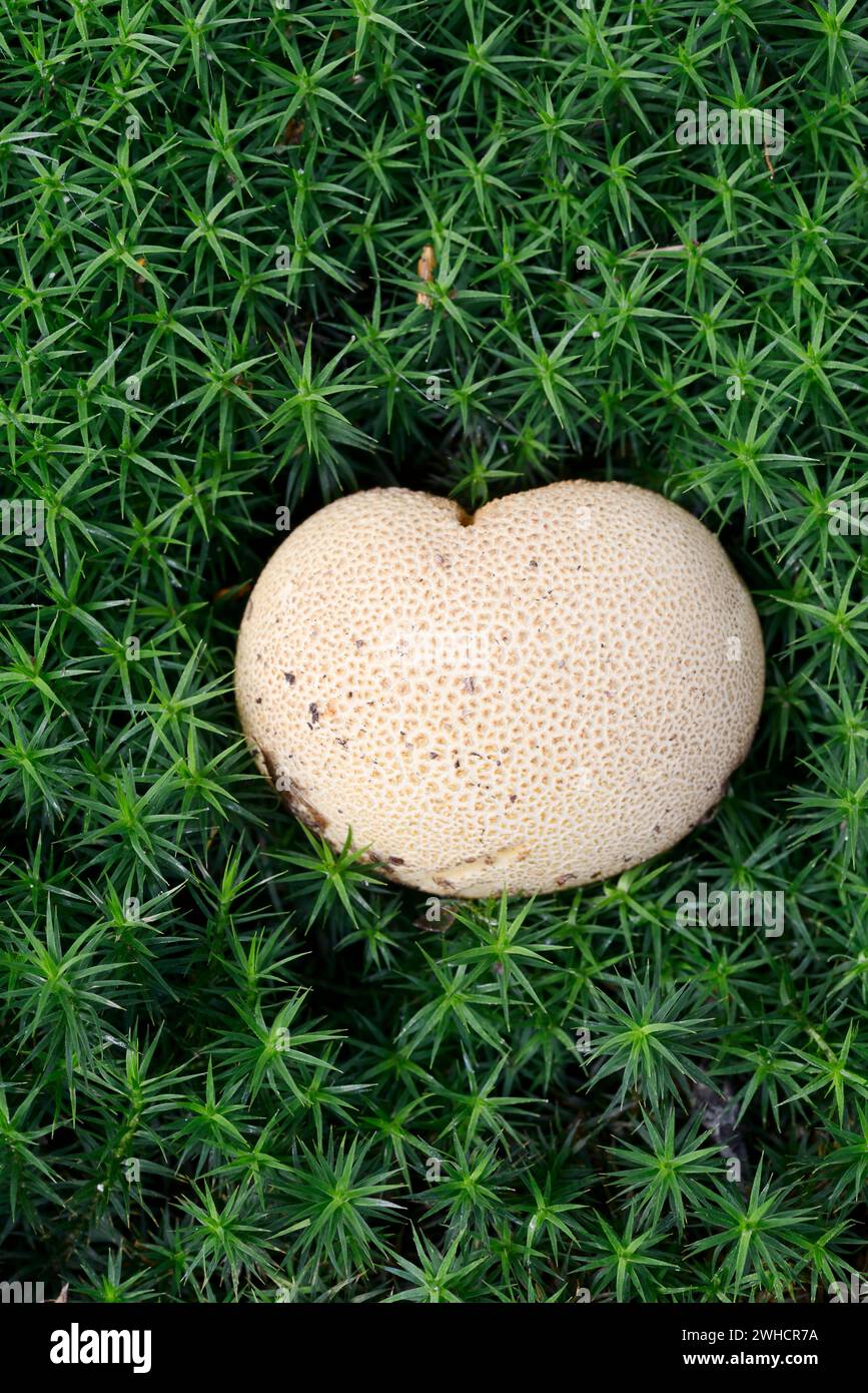 Pigskin poison puffball scleroderma citrinum common haircap moss ...