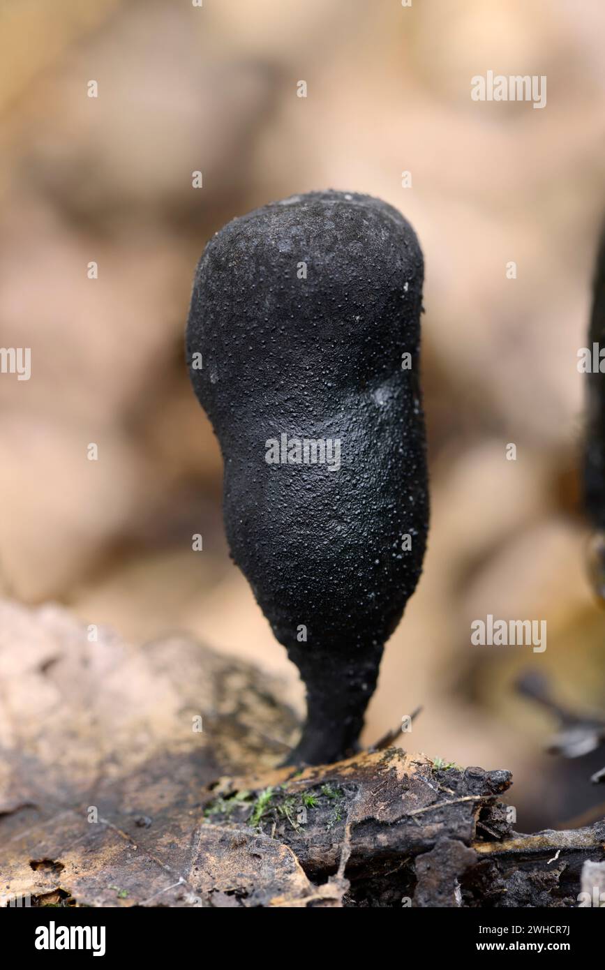 black-finger mushroom (Xylaria polymorpha), North Rhine-Westphalia ...