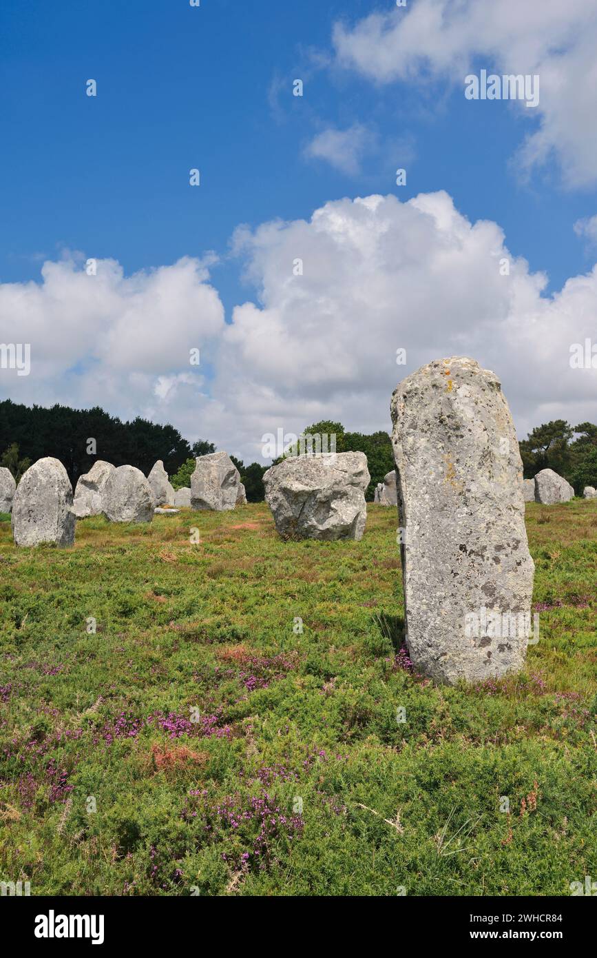 Megalithe, Alignements de Kermario, Carnac, Department of Morbihan ...