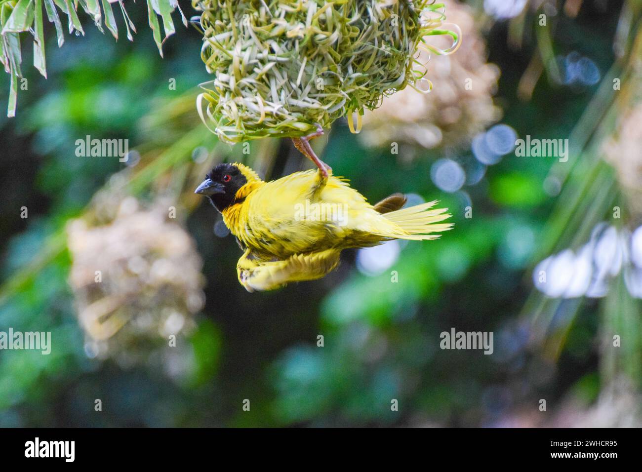 A masked weaver bird building his nest in a nature reserve in Zimbabwe ...