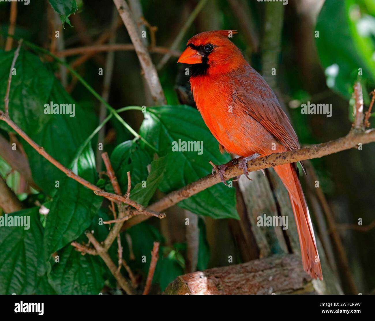Male Northern Cardinal (Cardinalis cardinalis), a mid sized songbird ...