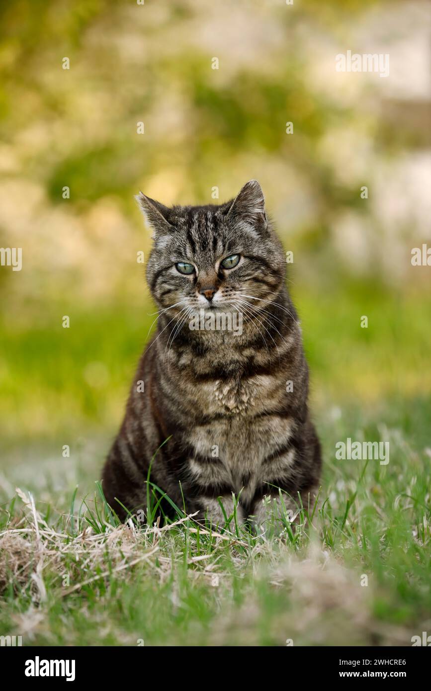 Domestic cat (Felis catus) in a meadow, Brittany, France Stock Photo ...