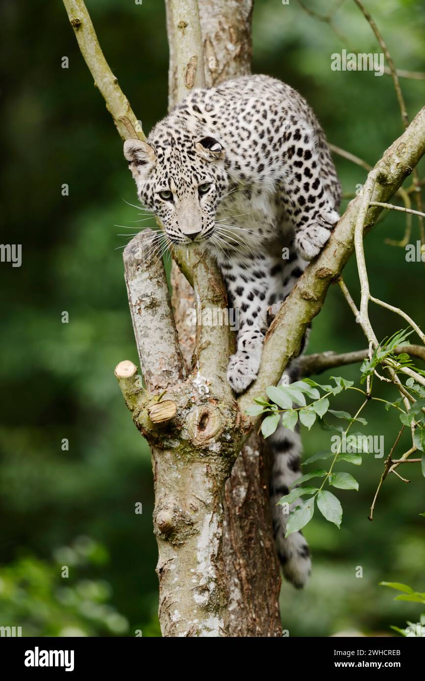 Persian leopard (Panthera pardus saxicolor) in a tree Stock Photo - Alamy