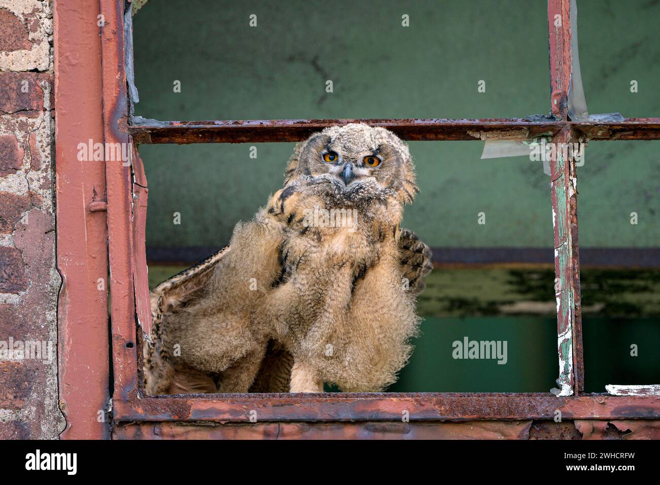 Eurasian eagle-owl (Bubo bubo), fledgling, stretching its wings, in an ...