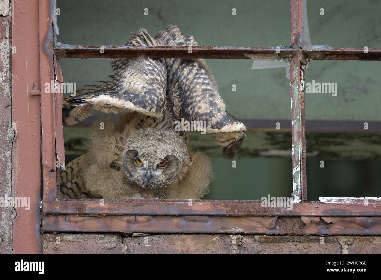 Eurasian eagle-owl (Bubo bubo), fledgling, stretching its wings, in an ...