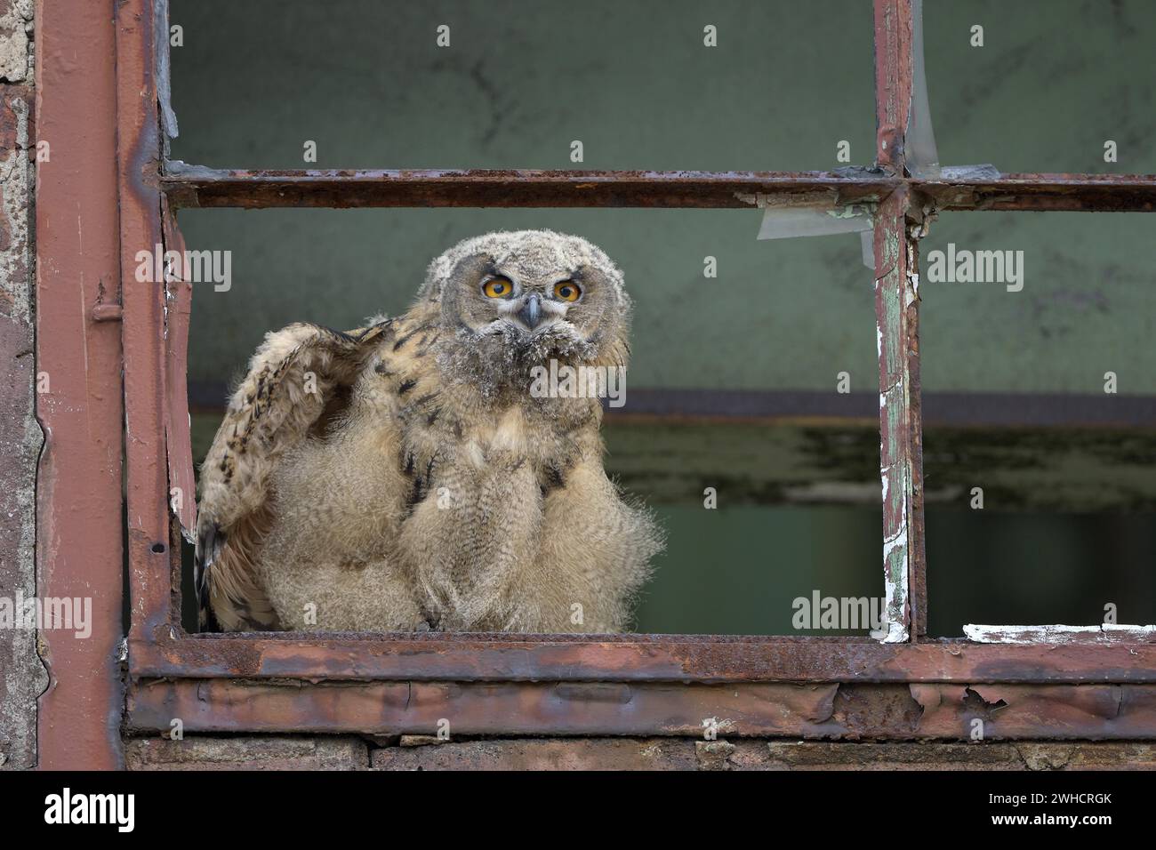 Eurasian eagle-owl (Bubo bubo), fledgling, stretching its wings, in an ...