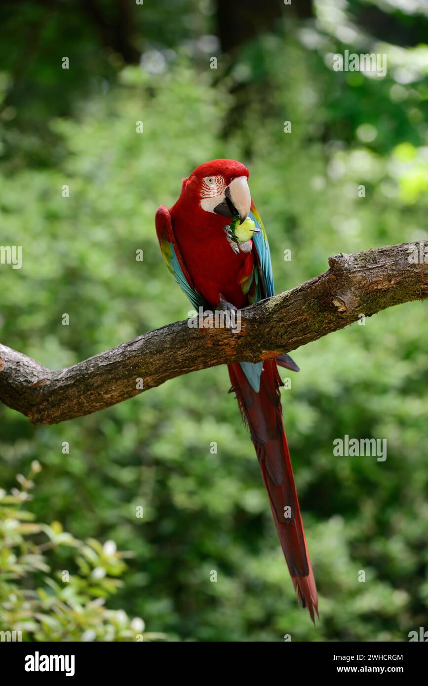 Dark red macaw or green-winged macaw (Ara chloropterus, Ara chloroptera Stock Photo - Alamy