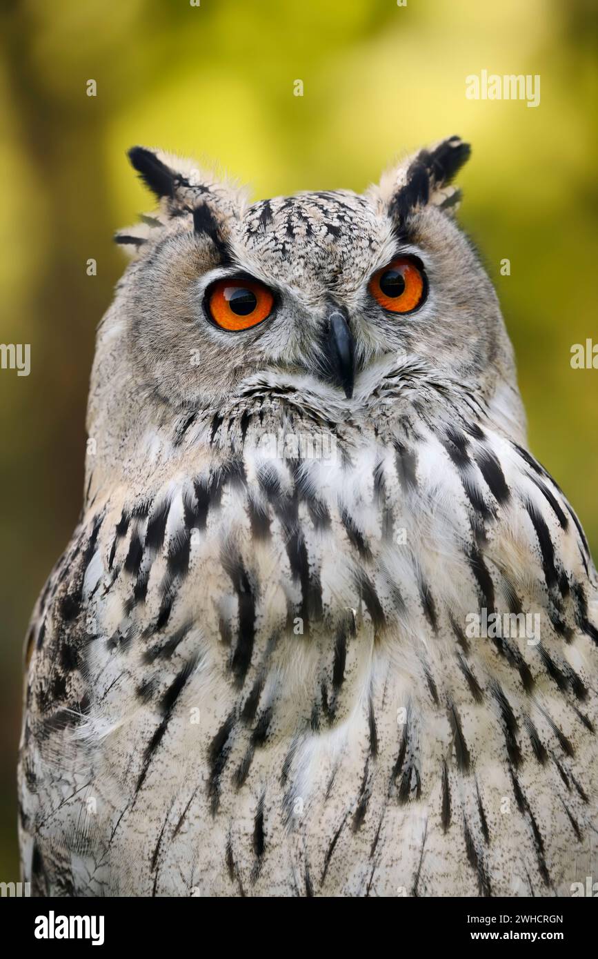 Eurasian eagle owl bubo bubo omissus hi-res stock photography and ...