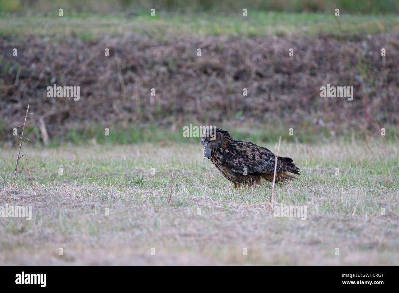 Eagle with mouse hi-res stock photography and images - Alamy