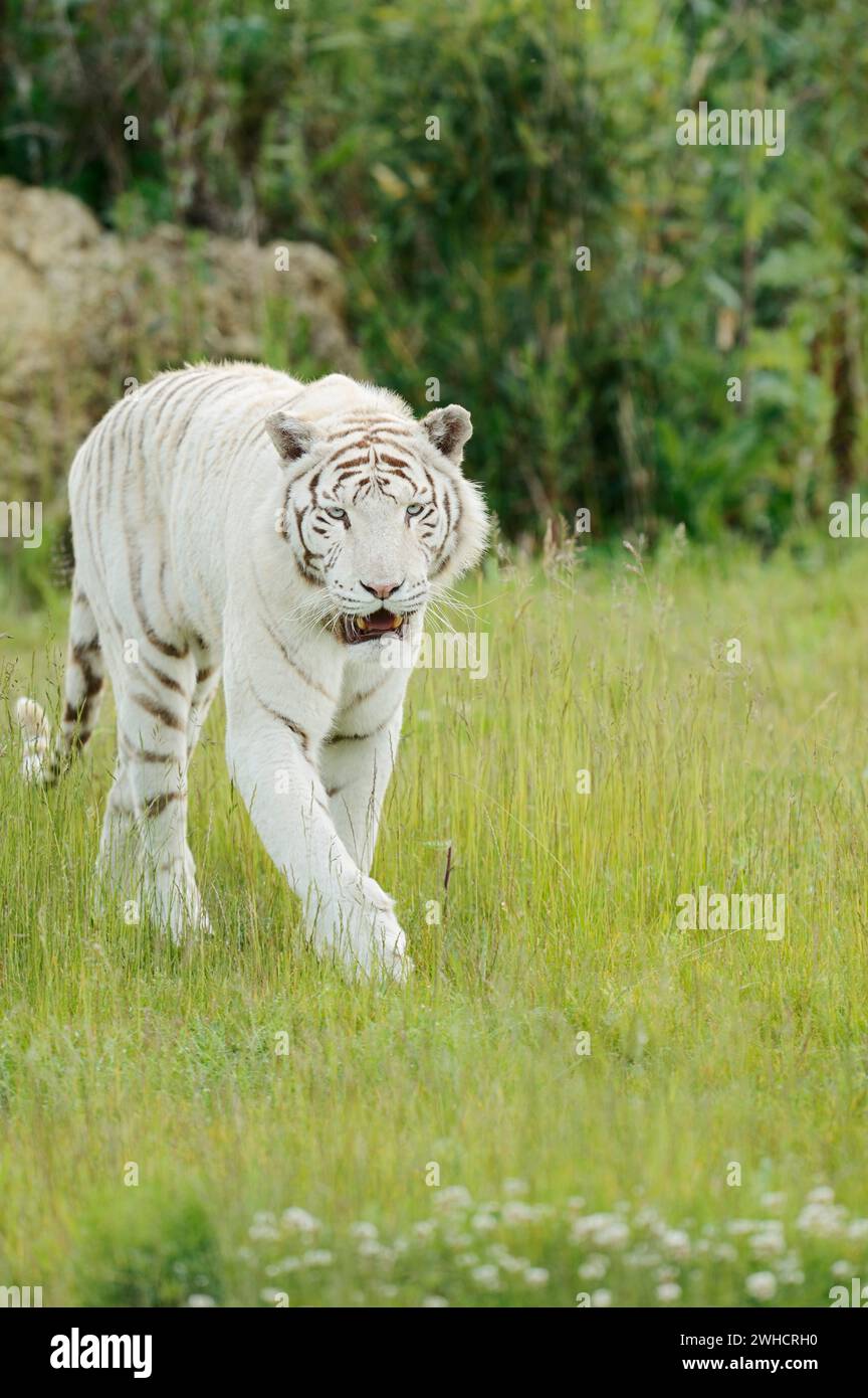 White Bengal tiger (Panthera tigris tigris), occurrence India Stock ...