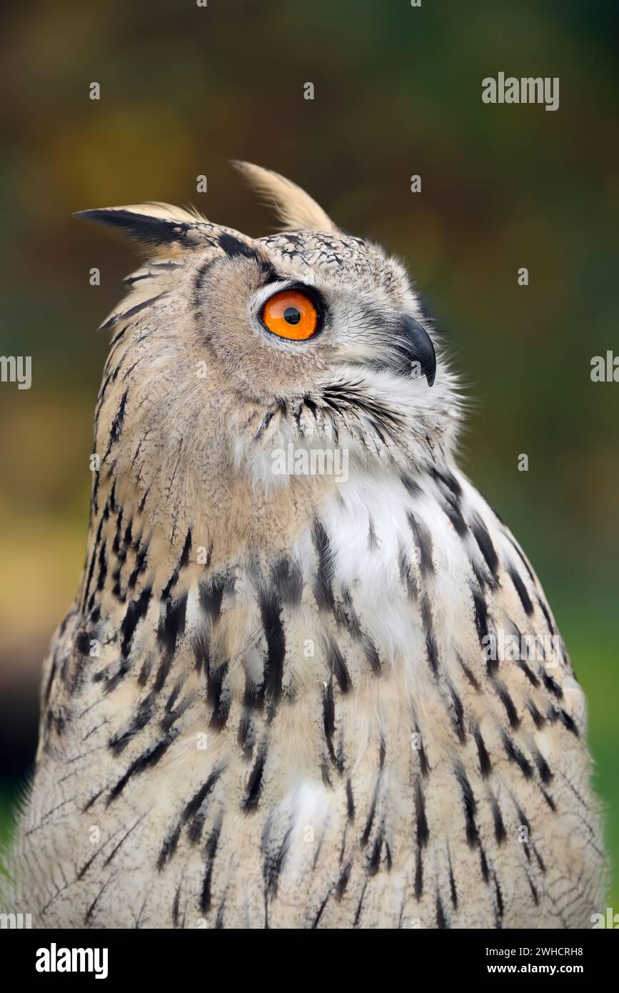 Eurasian Eagle-Owl (Bubo bubo omissus), portrait, occurrence in Asia ...