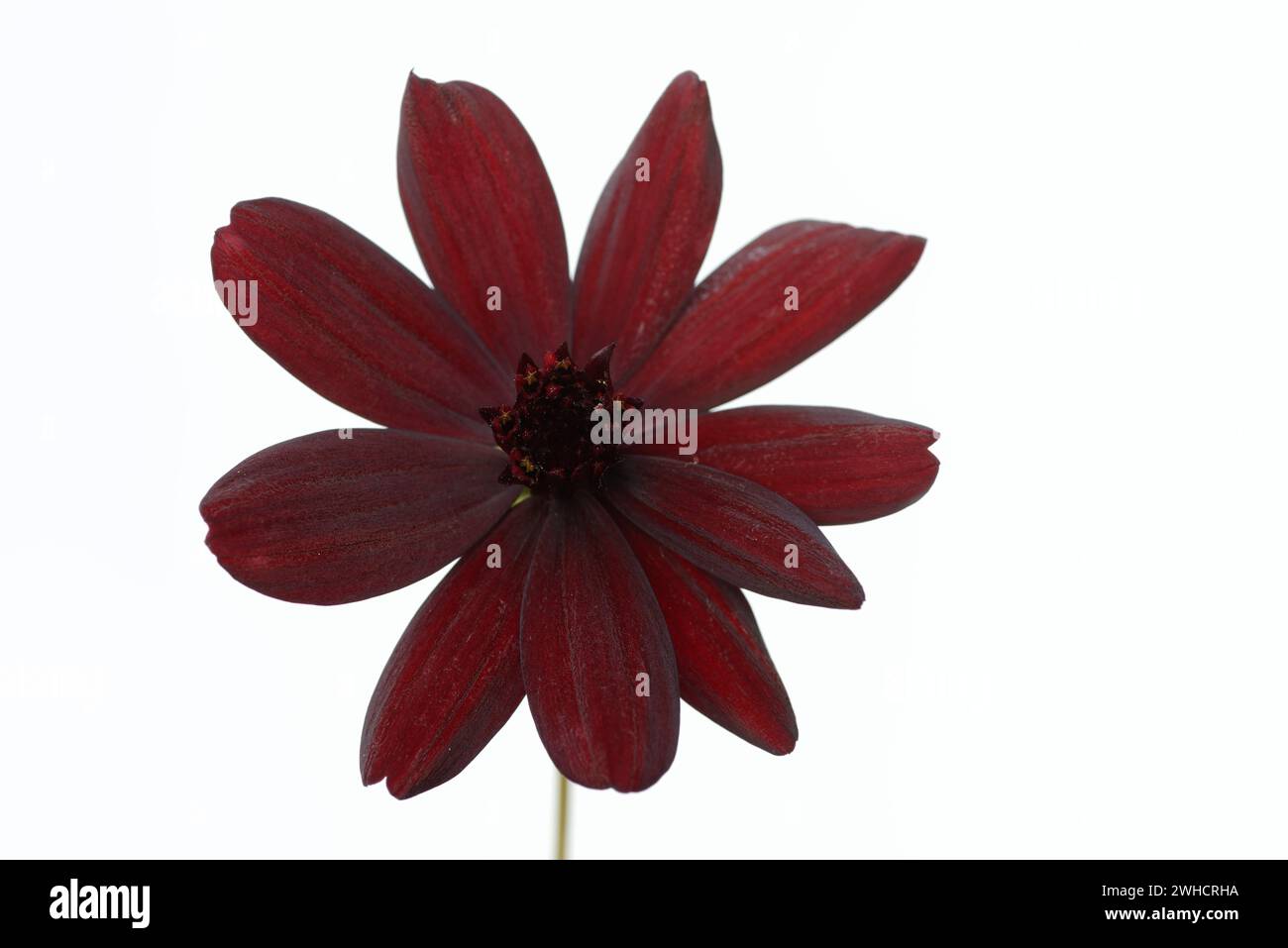 Chocolate cosmos hi-res stock photography and images - Alamy