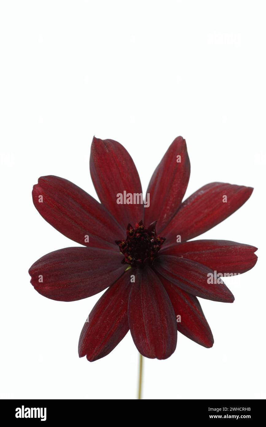 Chocolate flower or chocolate cosmos (Cosmos atrosanguineus), flower ...