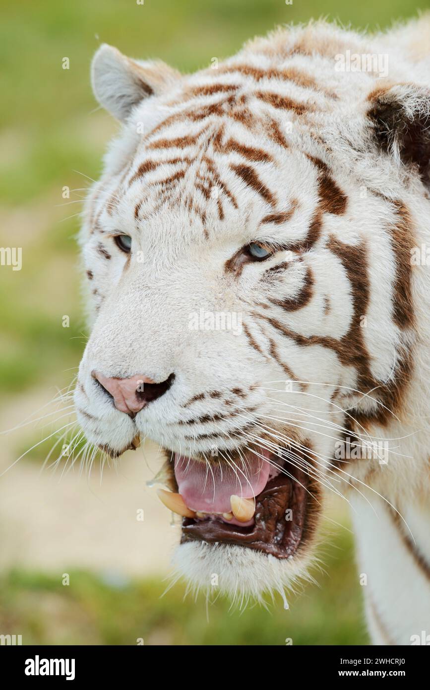 White Bengal Tiger (Panthera tigris tigris), Portrait, Occurrence India ...