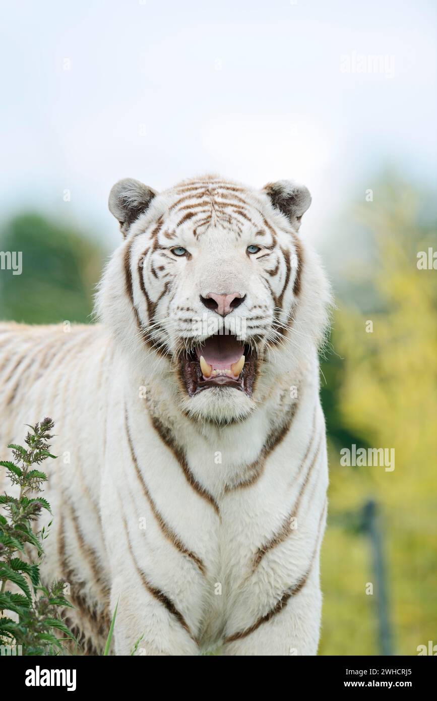 White Bengal Tiger (Panthera tigris tigris), Portrait, Occurrence India ...