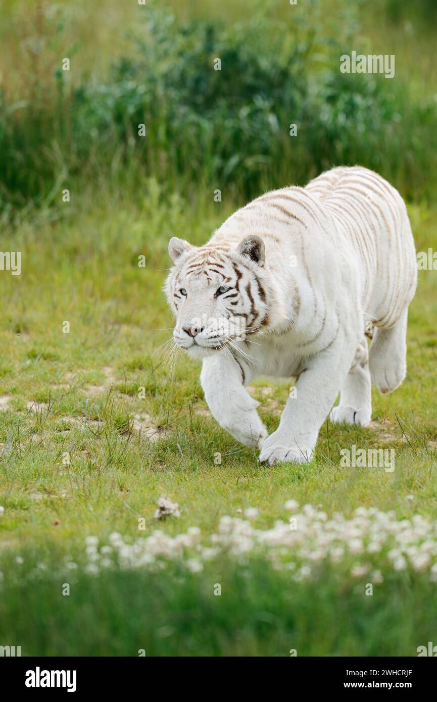 White Bengal tiger (Panthera tigris tigris), occurrence India Stock ...