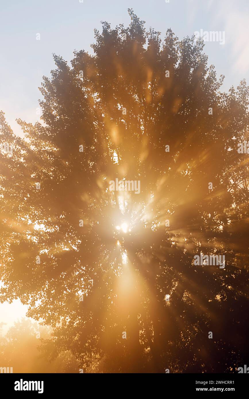 Gray poplar hi-res stock photography and images - Alamy