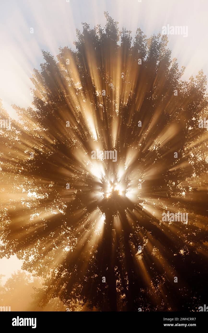 Gray poplar hi-res stock photography and images - Alamy